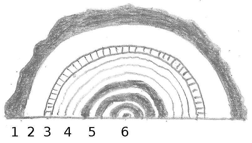 Onderdelen van een boom, houtbewerking en verwerking (tekeningen met ...