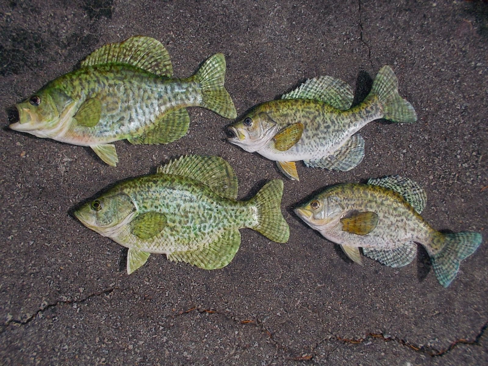 CHARLES WEISS ART: new zany drawing and crappie wood carvings