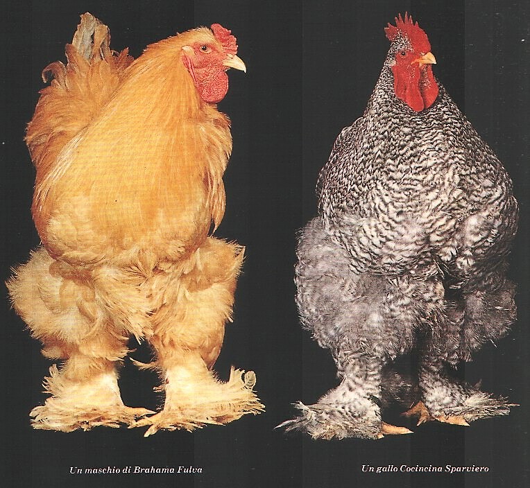 FANCY 1: ECOLOGIA - Farfalle -RAGNI -NASICA -Colibrì,- POLLI - WWF ...