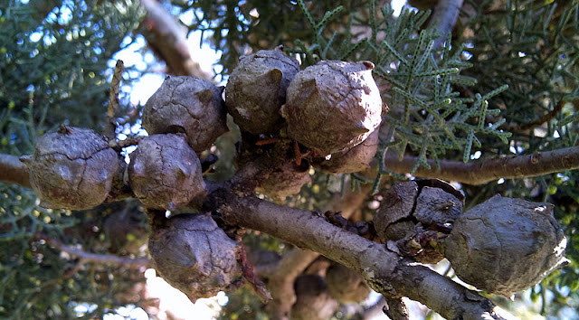 Árboles con alma: Ciprés azul. Xiprer blau. (Cupressus arizonica)