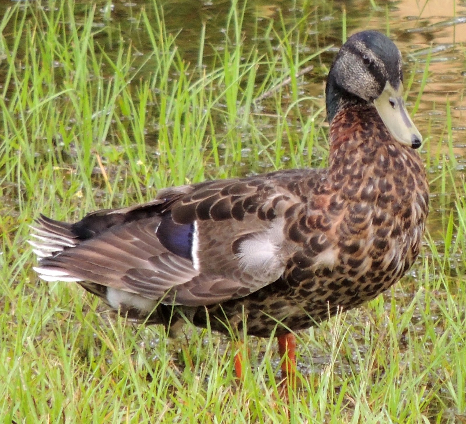 Our Florida Yard: Hybrids? Mottled and Mallard Ducks