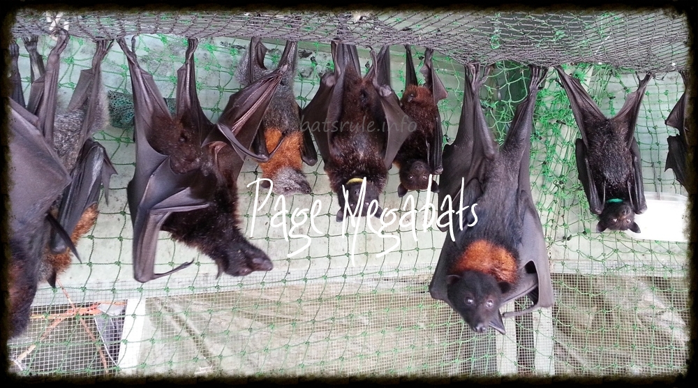 Megabats