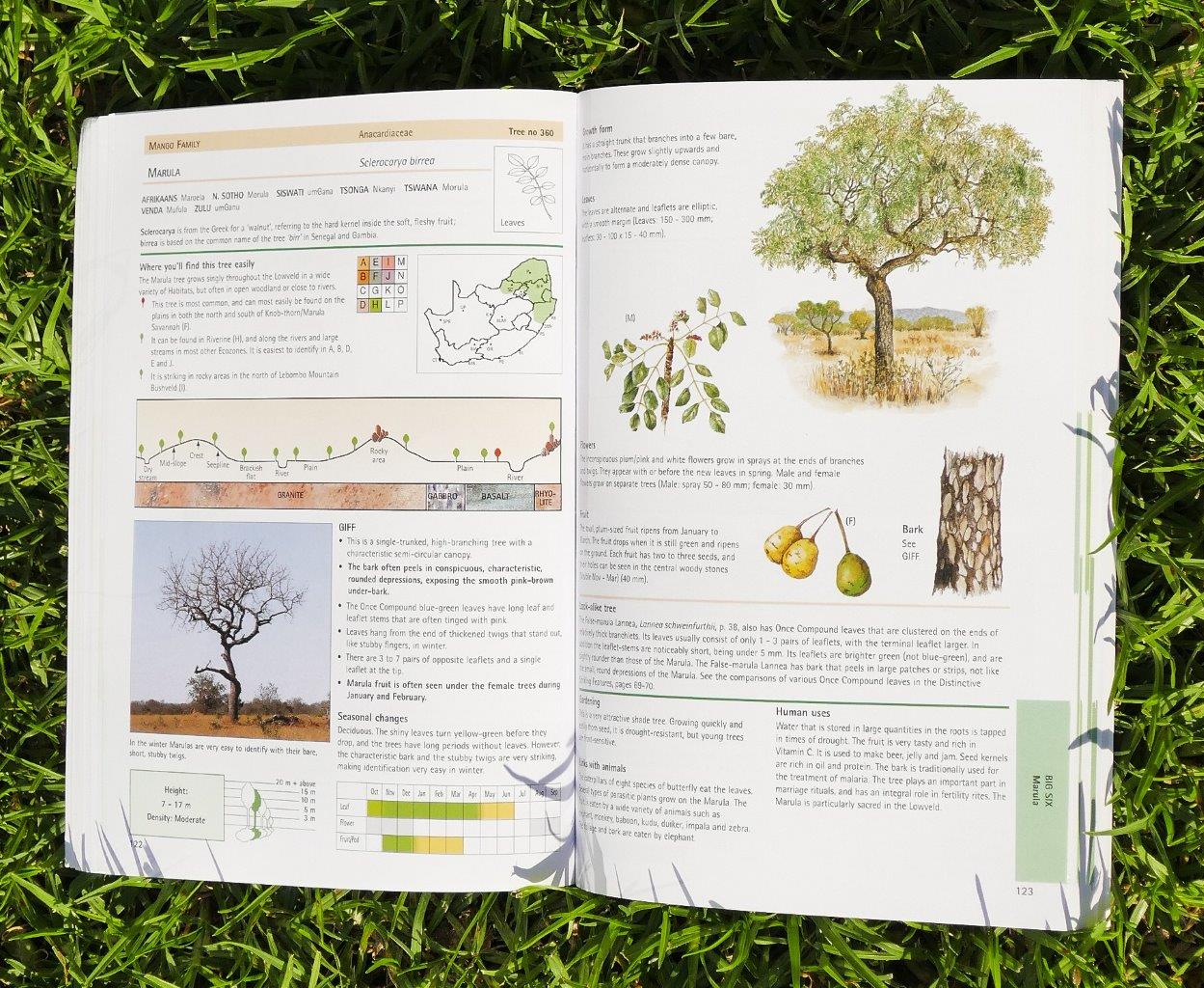 Southern Africa's Ramsar Sites: Sappi Tree Spotting – Lowveld including ...
