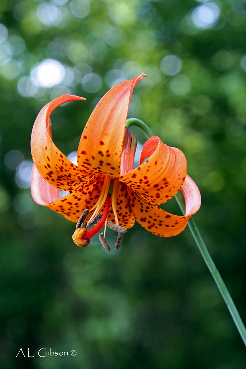 The Buckeye Botanist: Ohio's Native Lilies