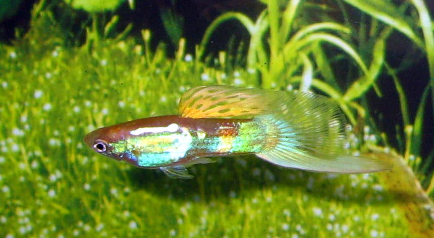 Swordtail Guppies: Asian Blau Japan Blue Swordtails