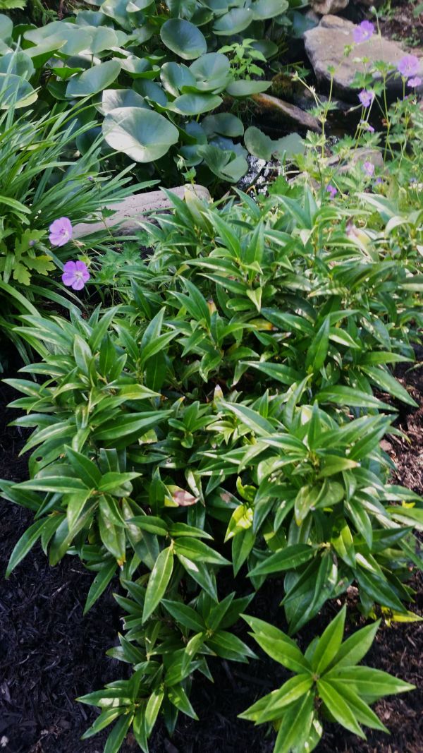 Future Plants by Randy Stewart: Sarcococca - Sweet Box