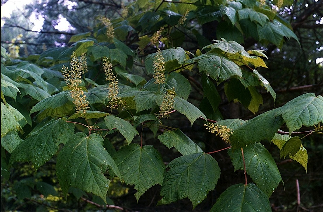 Field Biology in Southeastern Ohio: Woody Plant Blooms, spring & summer