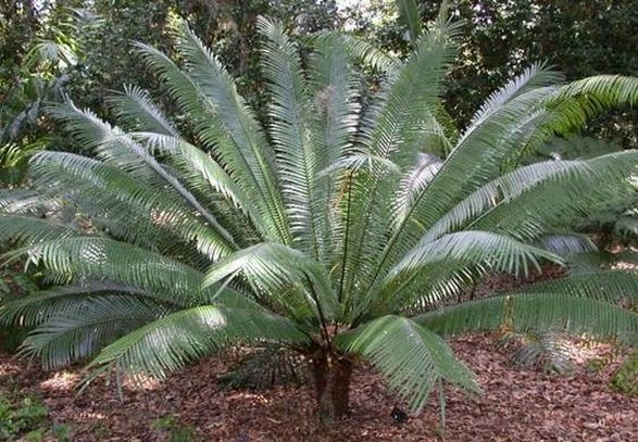 Plantas PRUEBA. Asociación Ameco: Cyca circinalis