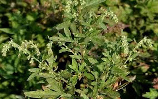 ECOHERBS .....: Maasi Pathiri[Artemisia Nilagirica]