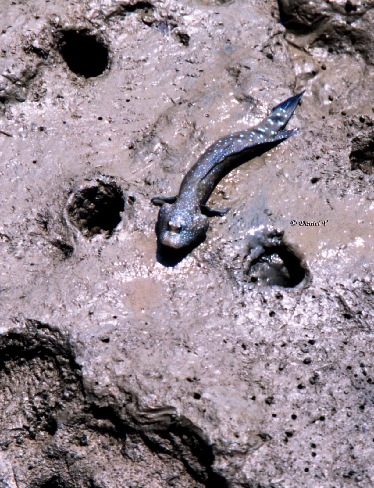 Macrophoto plaisir passion: Le poisson amphibie périophtalme ...