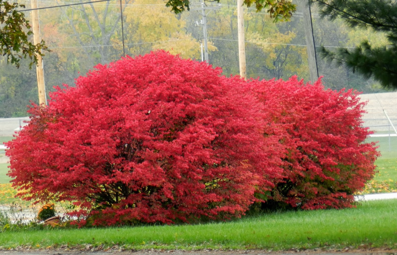 Prairie Rose's Garden: The Colors of Autumn