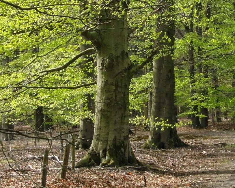Bewust leven: Kruiden, planten en bomen: De Beuk