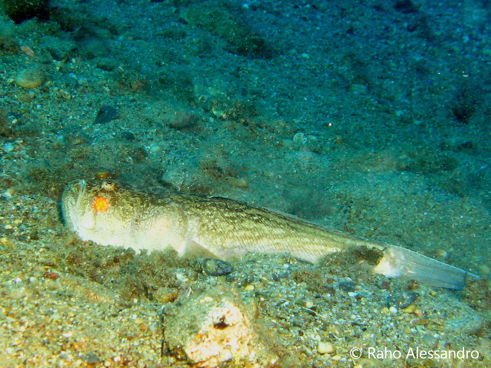 Necton e Plancton: Pesci: Pesce Prete