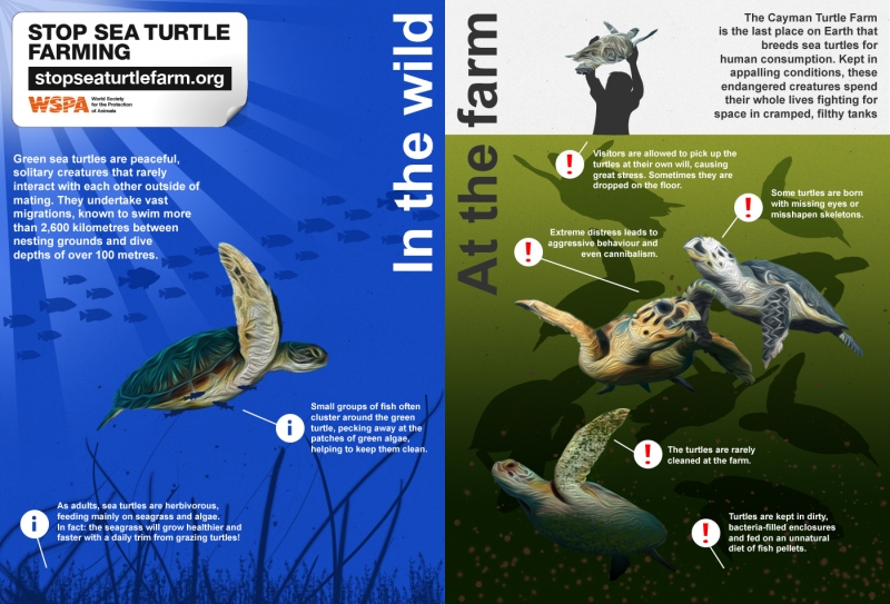 White Wolf : Stop the inhumane breeding of turtles in the Cayman ...