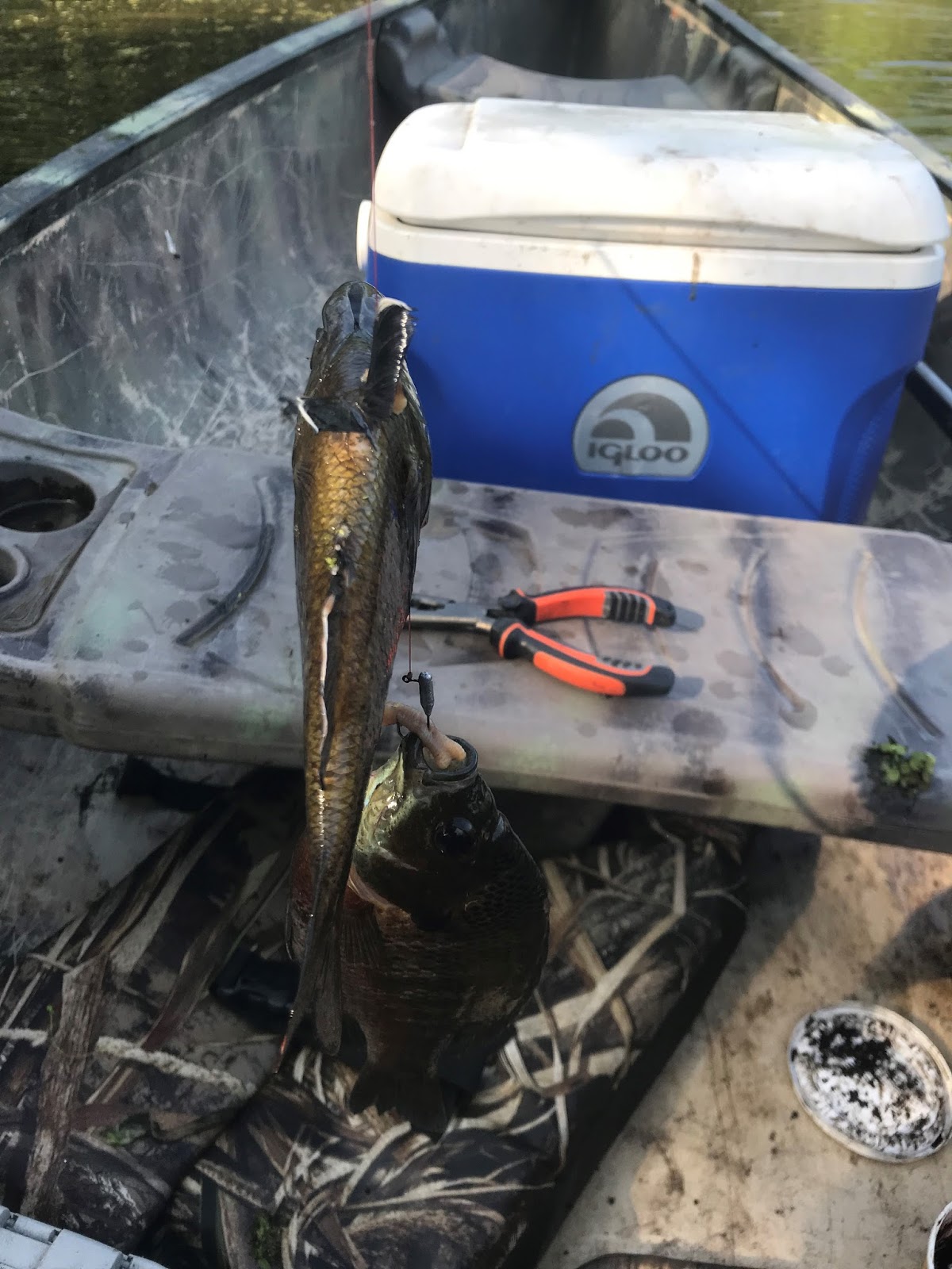 Hollier on da Bayou: Blind River Goggle-eye fishing trips