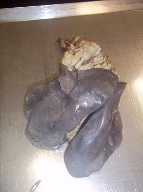 KP Polytech Anatomy and Physiology: chapter 8