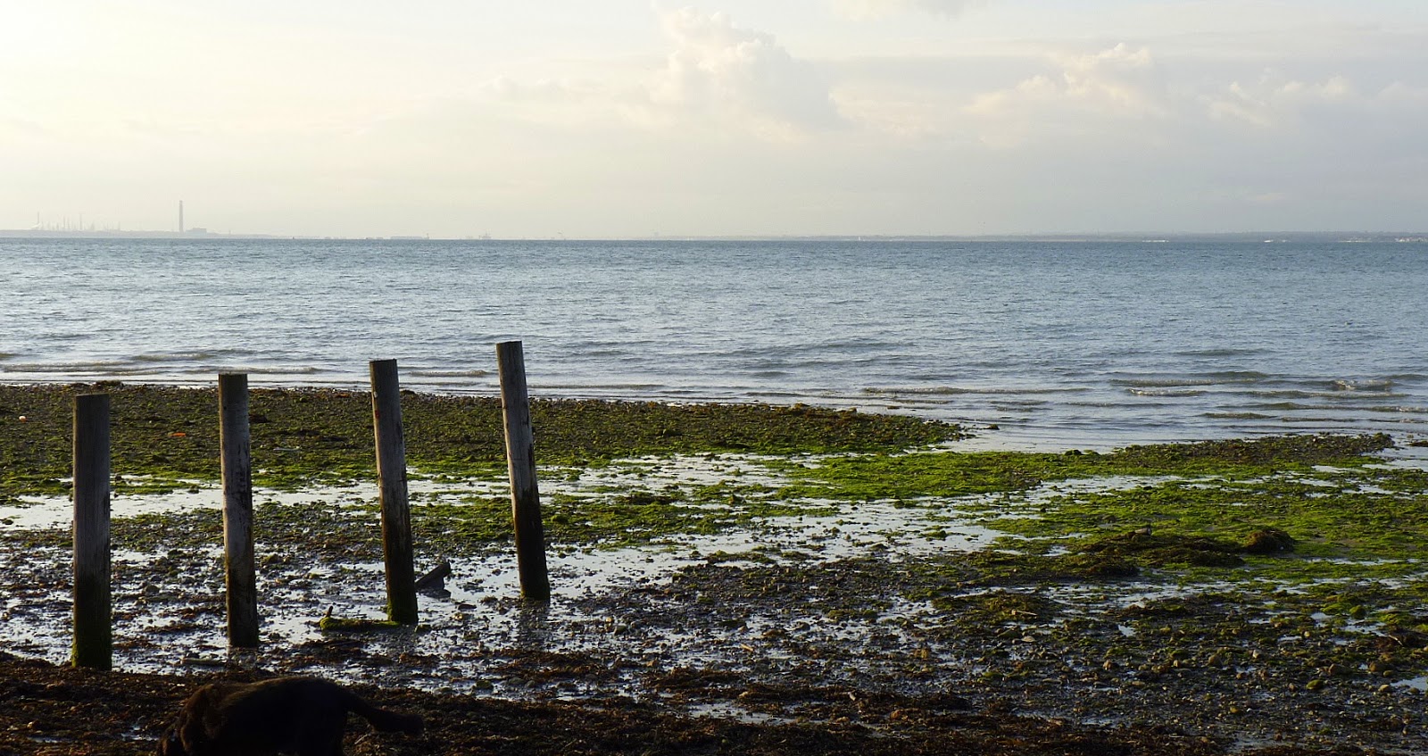 Birding For Pleasure: Birds and Binstead Beach