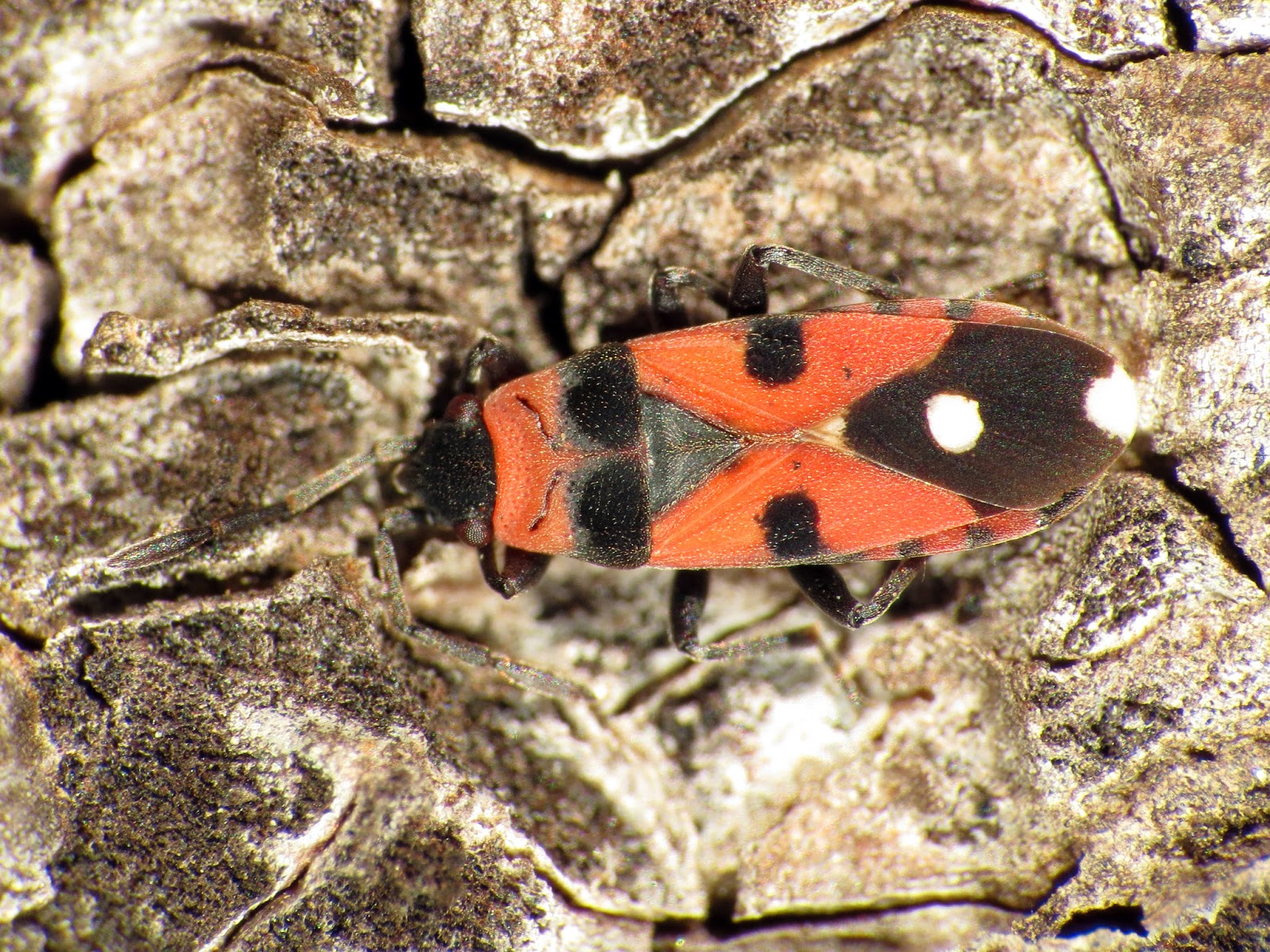 INSECTOS DE P.R. In Memoriam Dr Luis F Martorell y Dr Alain Liogier ,DR ...