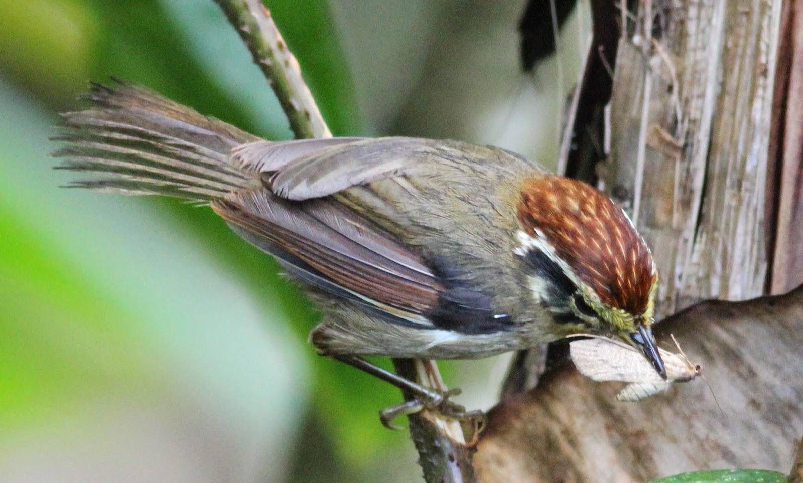 Ron-Nature-Adventures: Birds of Ulu Kali Mountain - May 2014