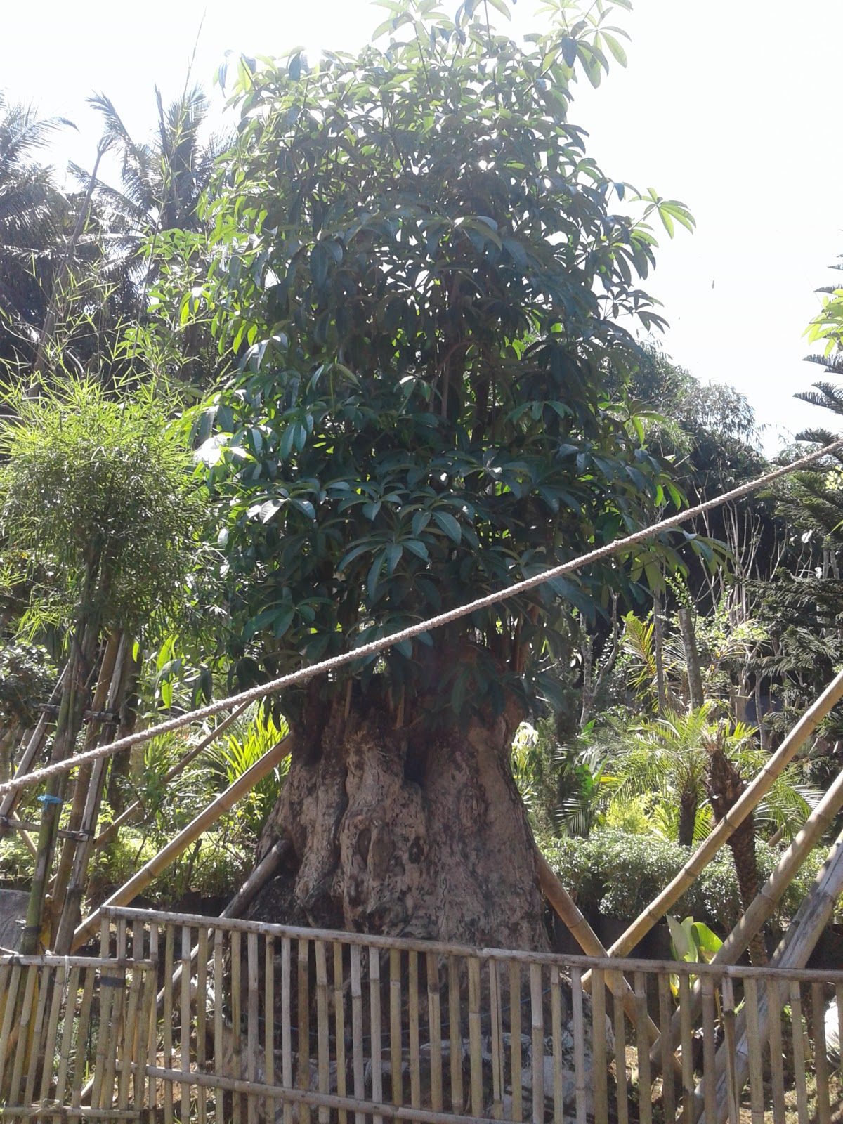 Pohon Pule Bonggol Besar ~ Arya Flower Landscape
