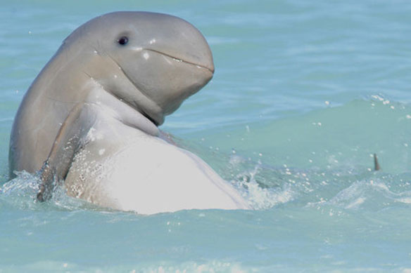 Animals of the world: Australian snubfin dolphin