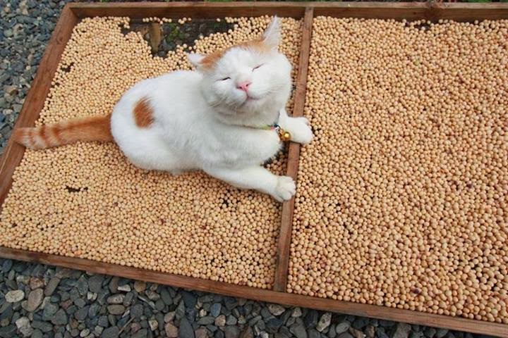 Shiro: kucing blacan dan shiro