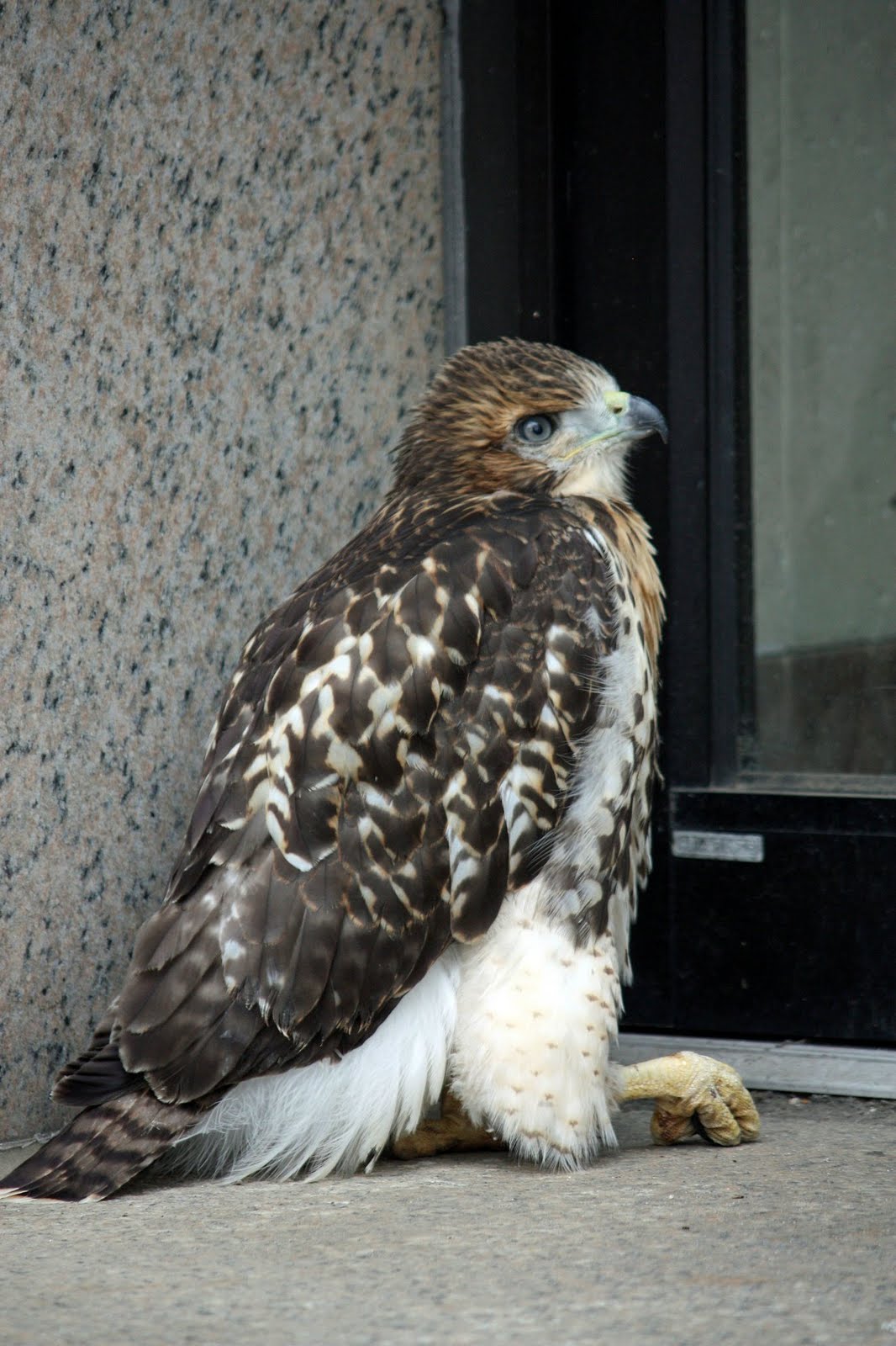 Hawkwatch at the Franklin Institute: Another eyass fledges... and a ...