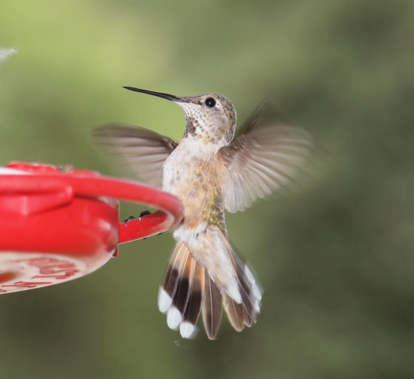 Birding Is Fun!: Broad-tailed Hummingbird