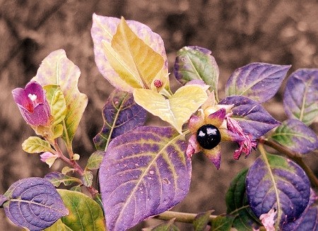 DATINI: Mătrăguna și dragostea