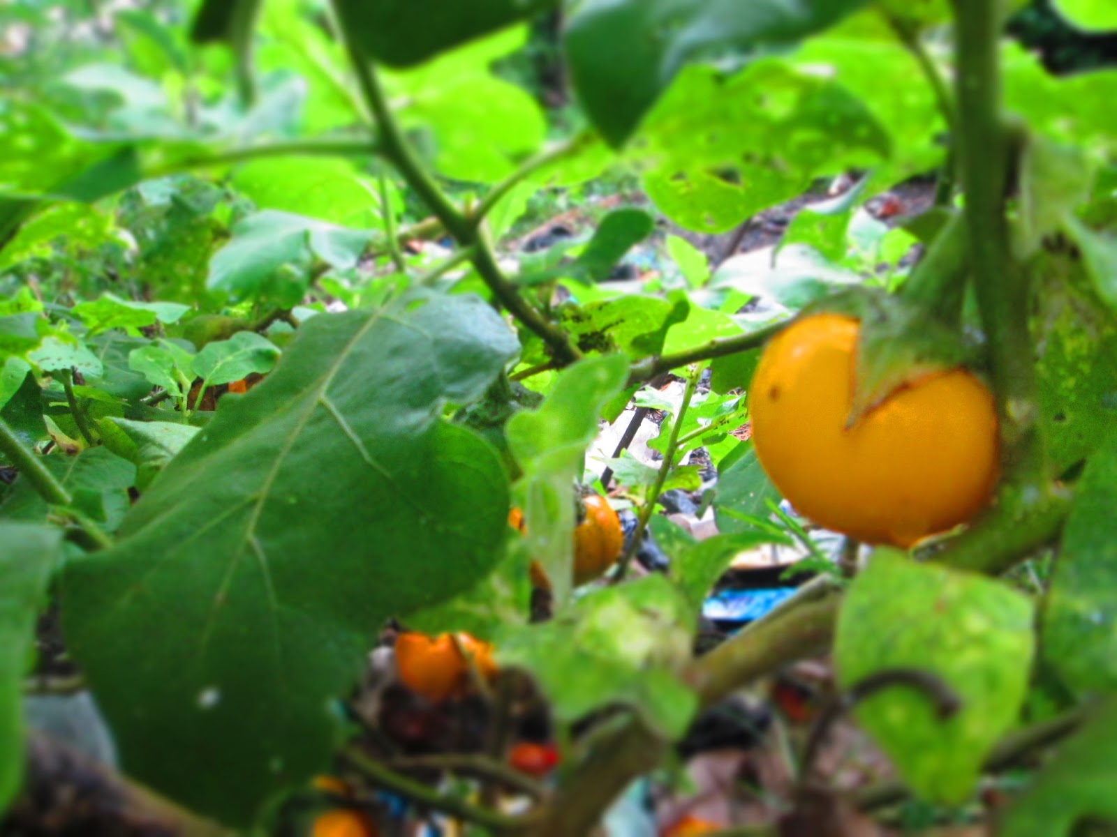 Photoshoot Terung kuning ~ Monice and Family