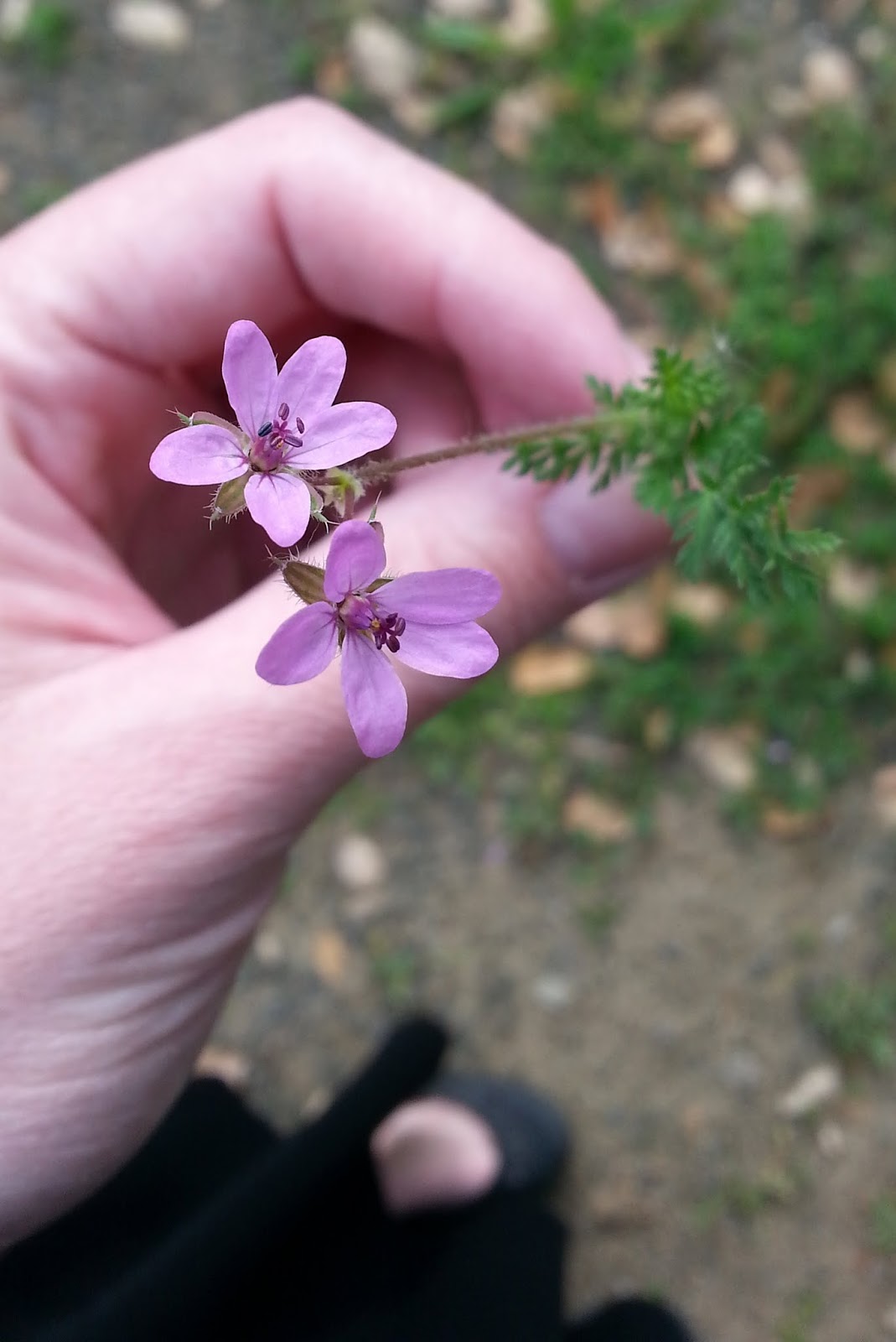Joyous Lessons: Nature Notes :: Filaree Seeds