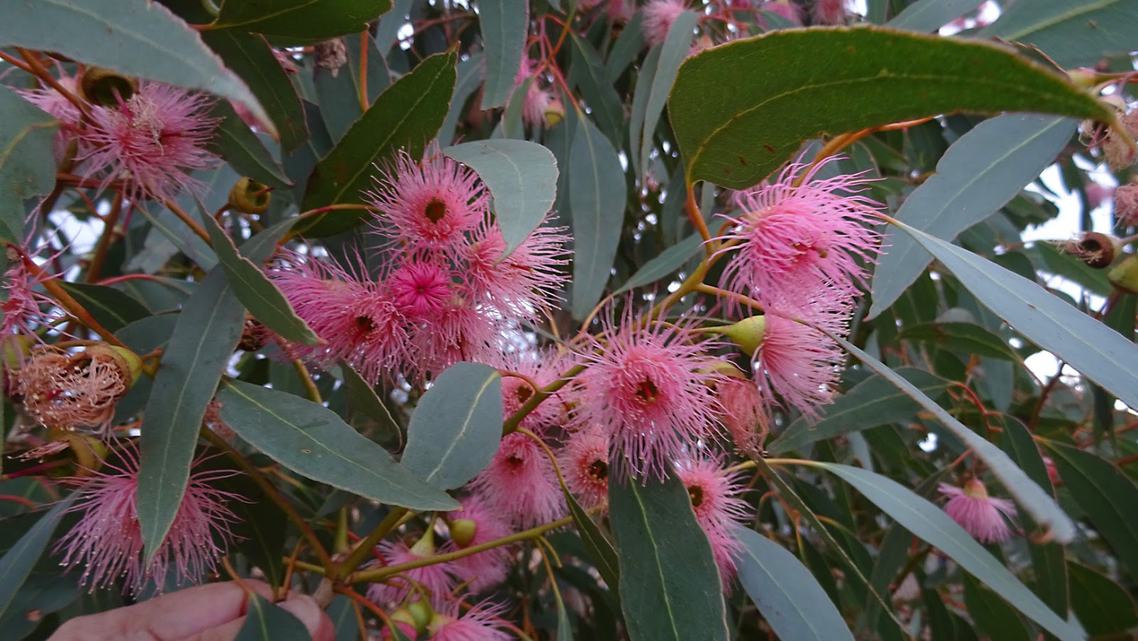 MAP: MELBOURNE STREET TREES 145 - YELLOW GUM