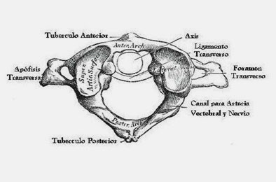 Tafad Madrid 2013/2014: LA COLUMNA VERTEBRAL
