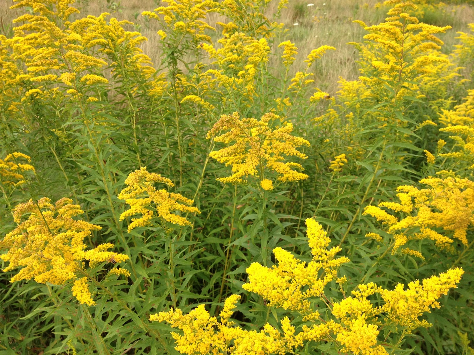 Spicebush Log: Goldenrod
