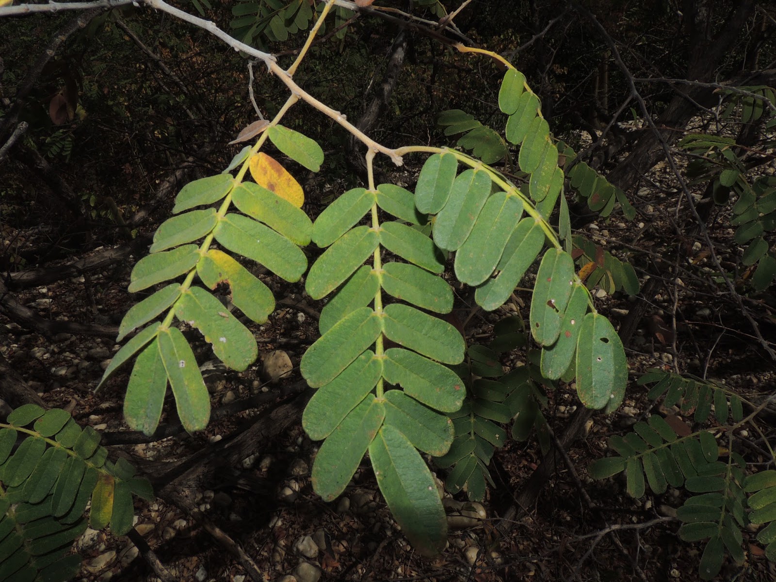 Fabaceae - Leguminosae no Brasil: Fabaceae - Swartzia flaemingii Raddi