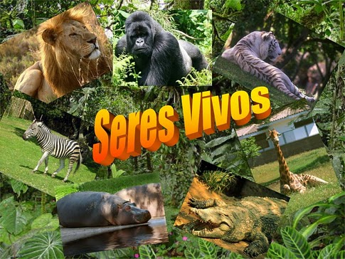 EL DESCONTROL : PROYECTOS 5º