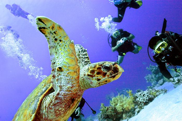 Biologia marina : noviembre 2015