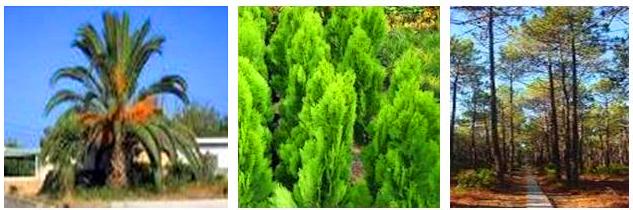 Flora Dan Fauna Di Indonesia Beserta Penjelasannya