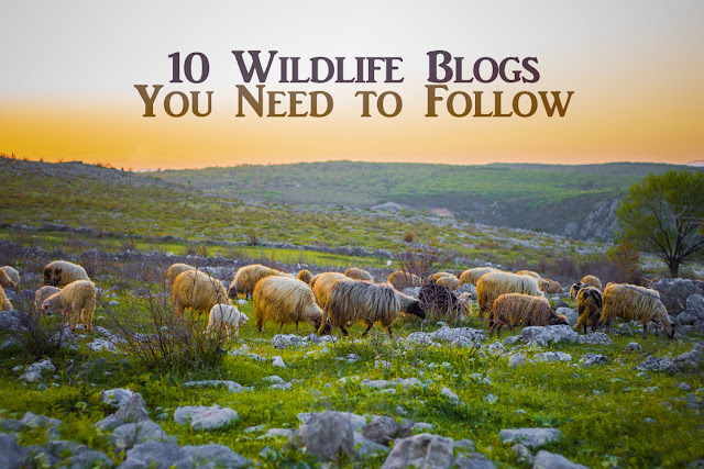 10 Wildlife Blogs You Need to Follow - Mersad Donko Photography