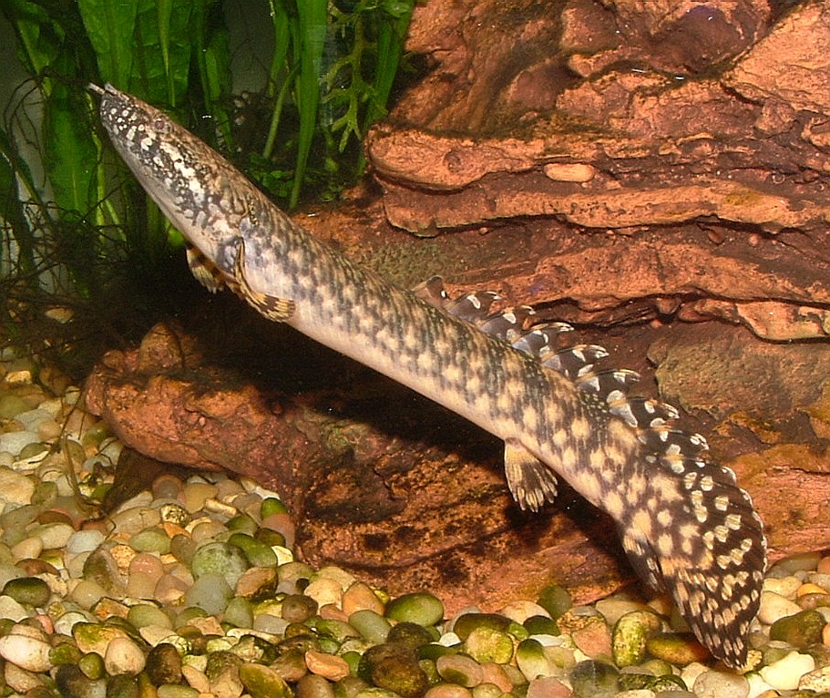 Fish Pictures: Ornate bichir - Polypterus ornatipinnis