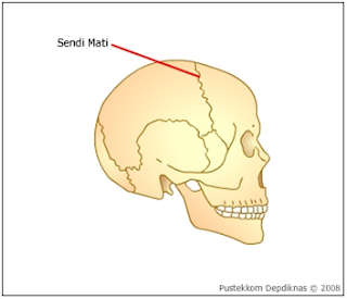 KOESHARTATI SAPTORINI: Mari Belajar "Alat Gerak"