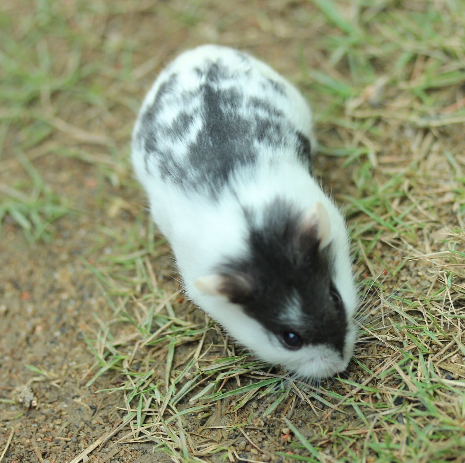 Gallery Hamster 7 ( Campbell Black Mottled, Dove, Violet ) | Hamster ...