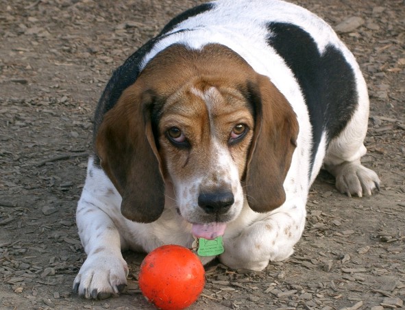 Most Beautiful Mixed Breed Dogs: Top Cutest Beagle Dogs