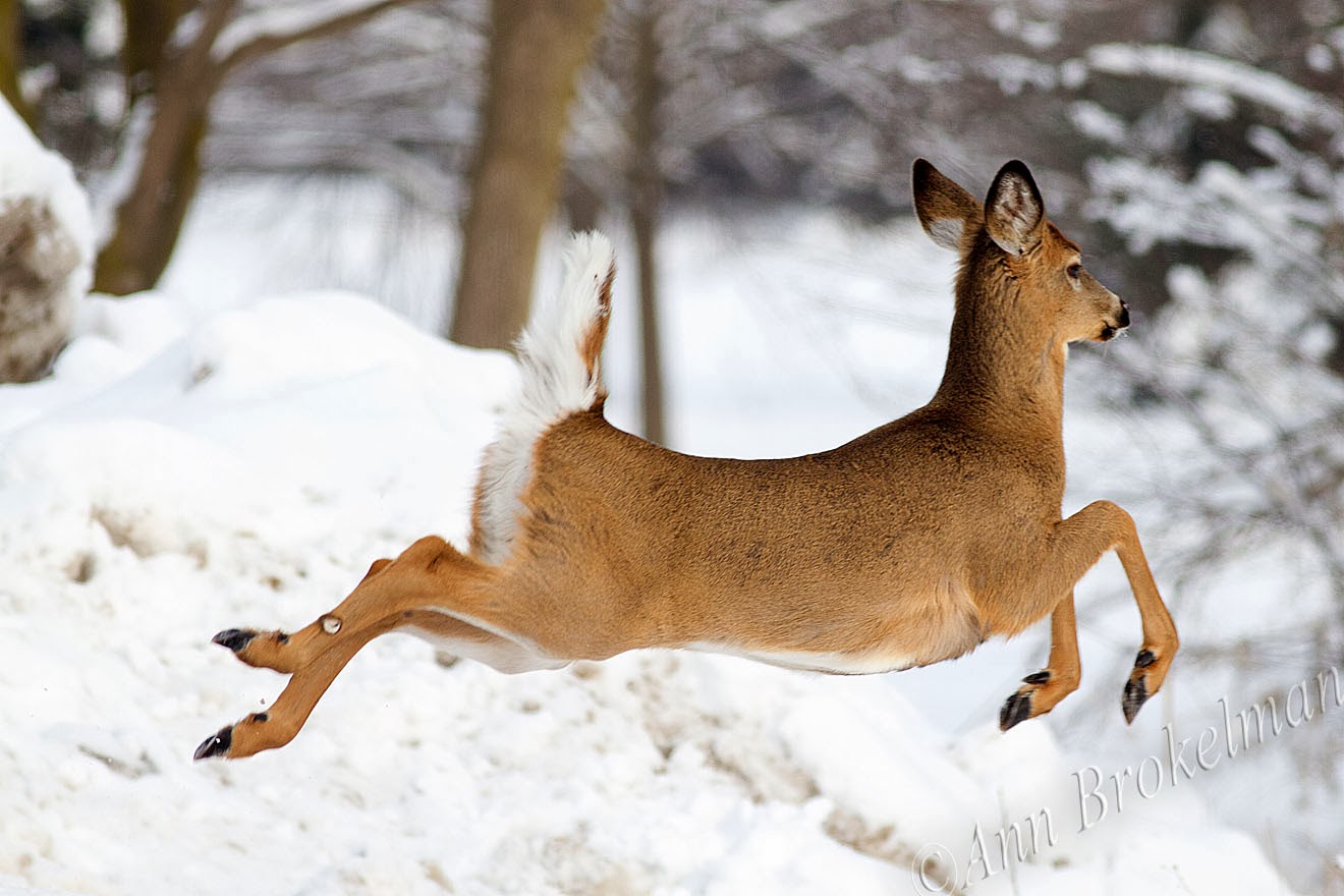 Ann Brokelman Photography: Deer on the run Feb 2014