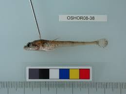 Artes de Pesca: ACTINOPTERYGII