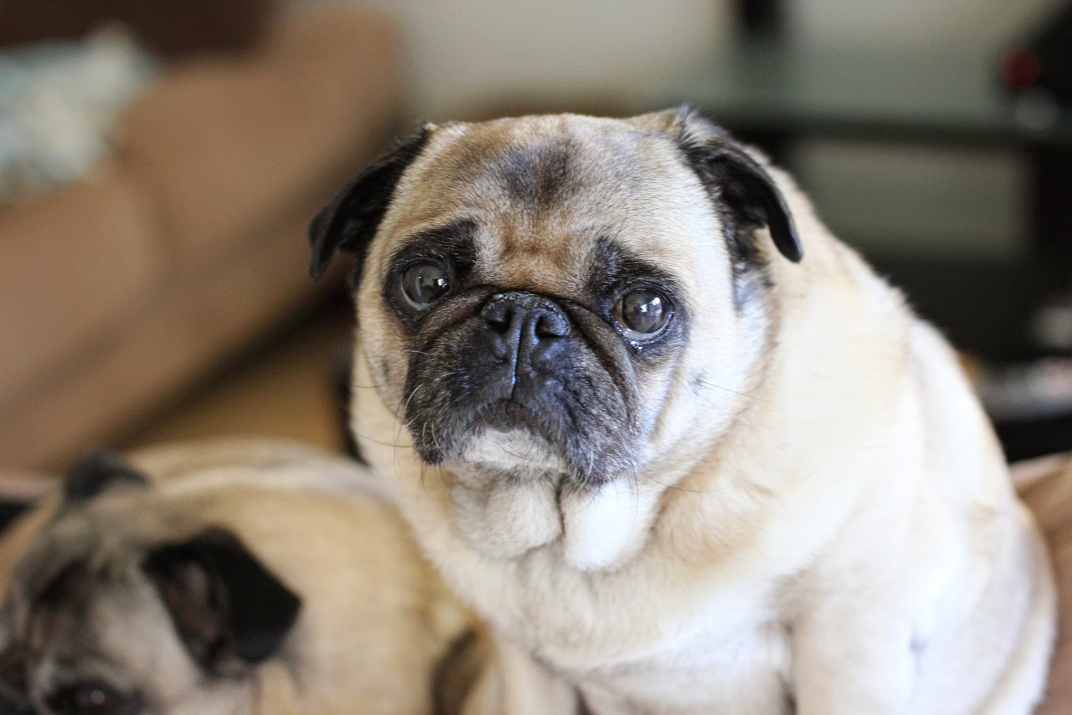 The Macy Dixie Line: Tips for Pug Friendly Grilling