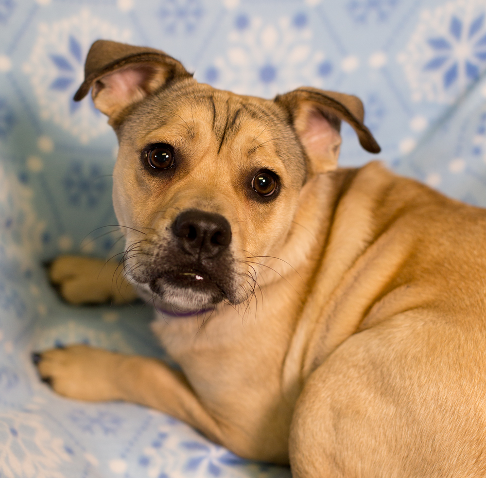 Shelter Dogs of Portland: "HERCULES" cute Puggle type? (english bulldog ...