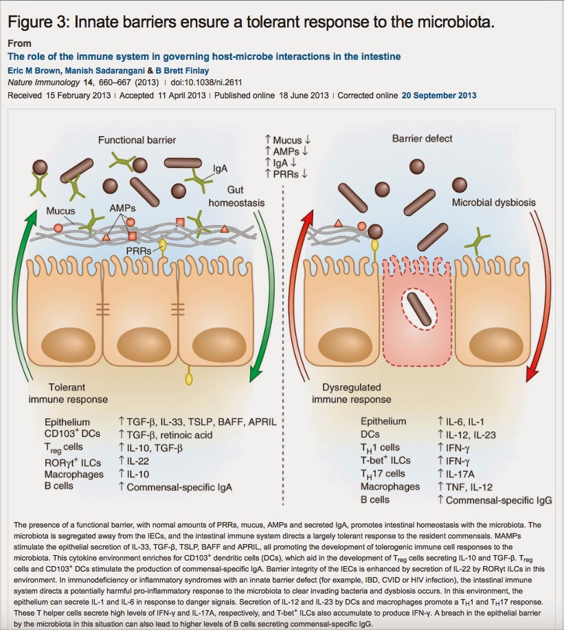 Funciones de la flora intestinal: ¿Pueden las bacterias intestinales ...