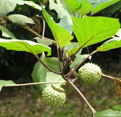 semua tentang tanaman kecubung (Datura metel L) - Elinotes - Review By ...