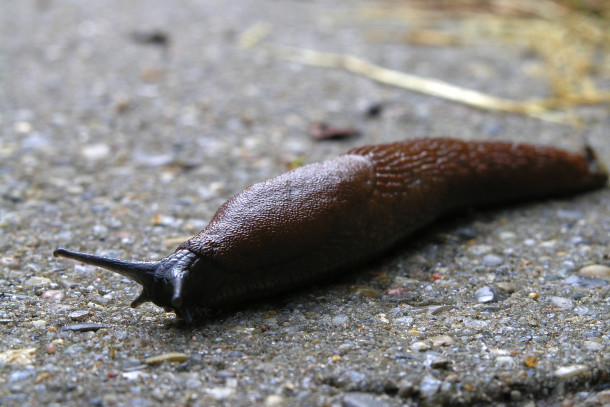 1 my naturvidenskabelig dokumentation